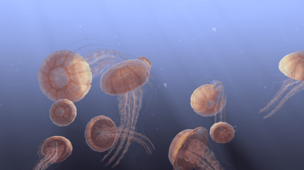 Image filters with canvas | Articles | web.dev