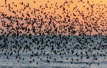 Что такое FLoC? | web.dev